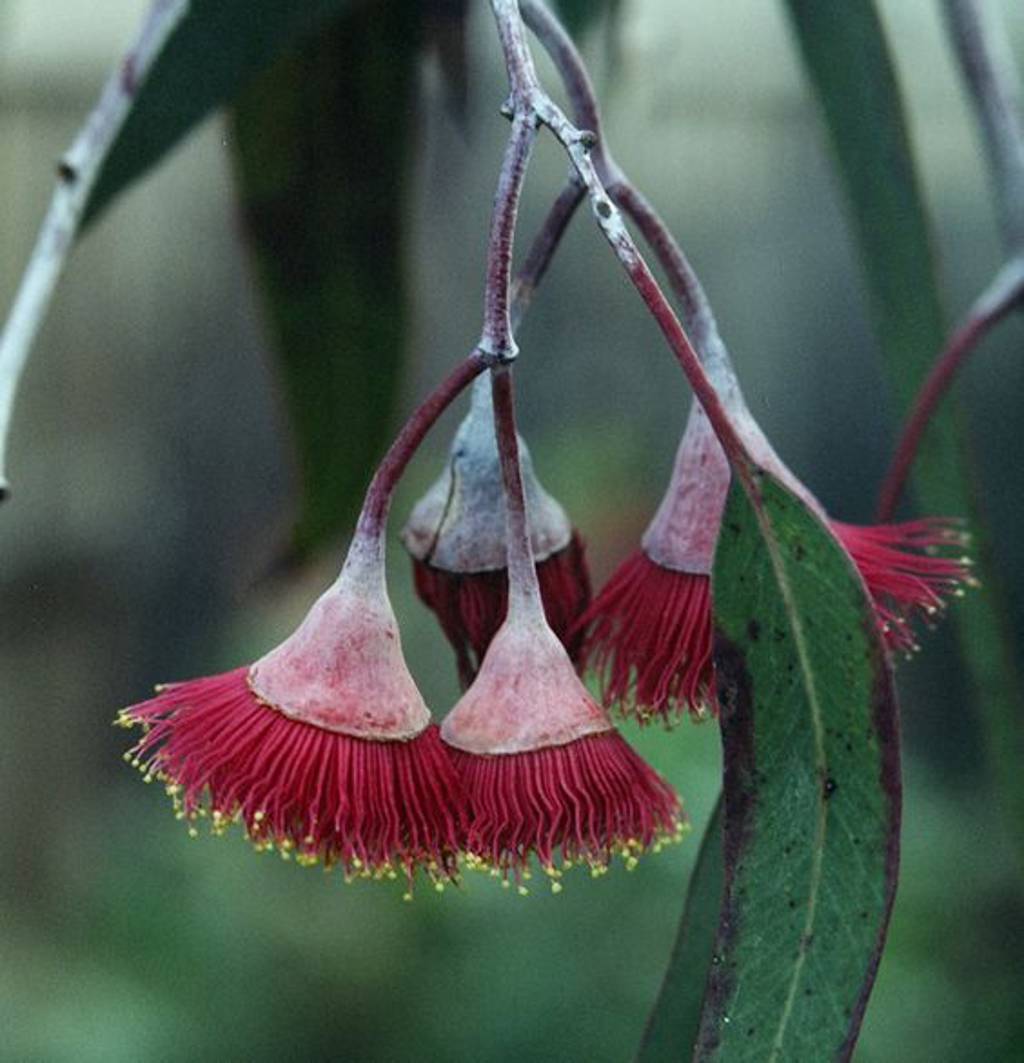 Creating a native garden